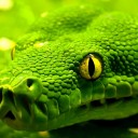 serpente_verde_2_1280x800 | NominaOmina